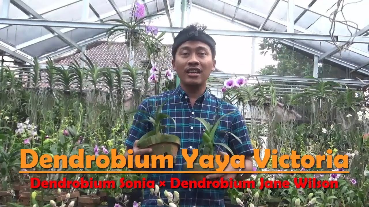 Dendrobium Yaya Victoria anggrek hybrid yang memiliki bunga indah ...