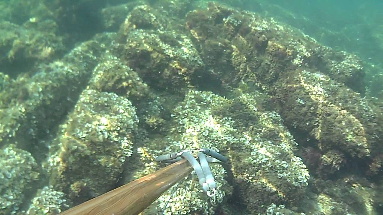 Pescasub Sarago Pizzuto all'aspetto - YouTube