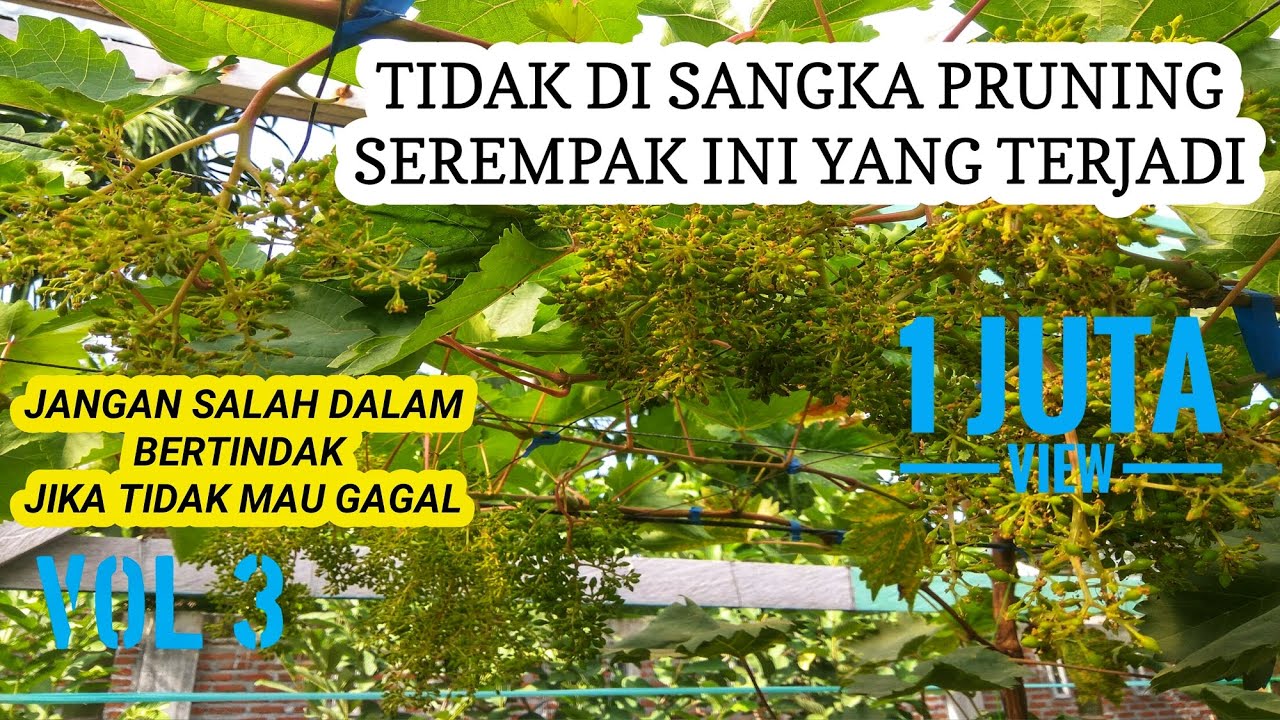 TERNYATA INI YANG TERJADI JIKA ANGGUR DI PRUNING SECARA SEREMPAK,#cara ...