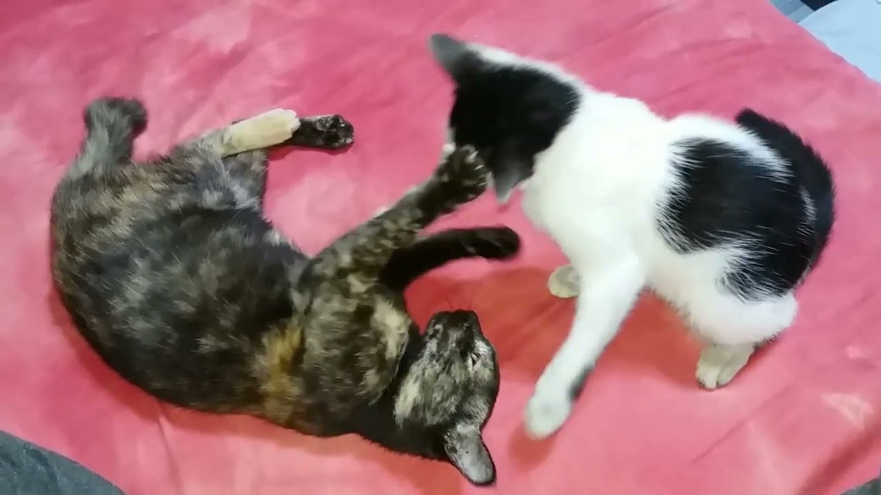 Cute Kittens Cuddling Turn into Fight | Purr Factories - YouTube