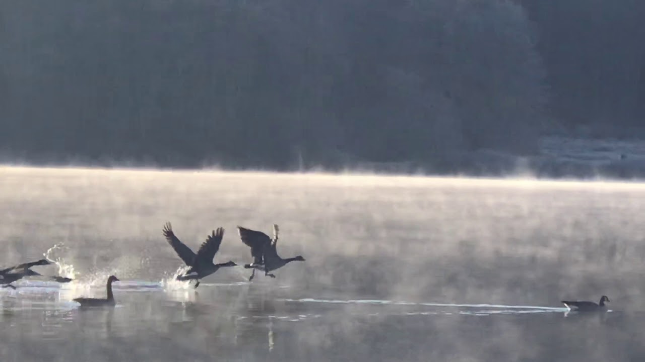 Flying Through the Early Morning Mist - Canada geese at Burnaby Lake ...