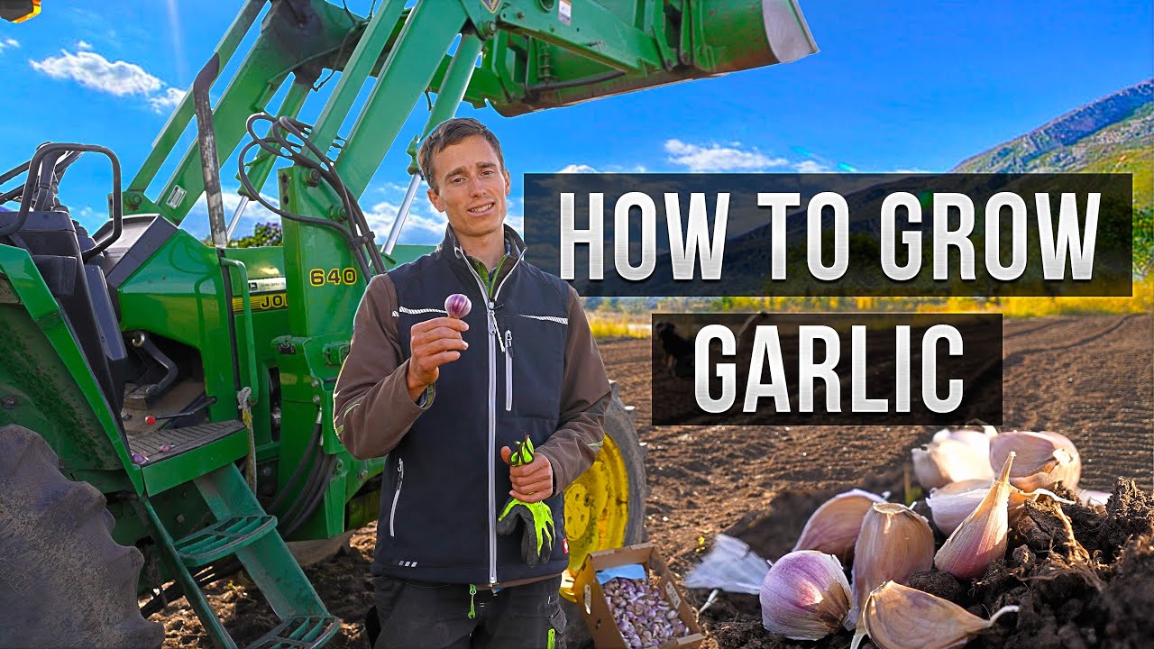 Garlic Growing: The Ultimate Guide to Plant and Grow Garlic! | How To ...