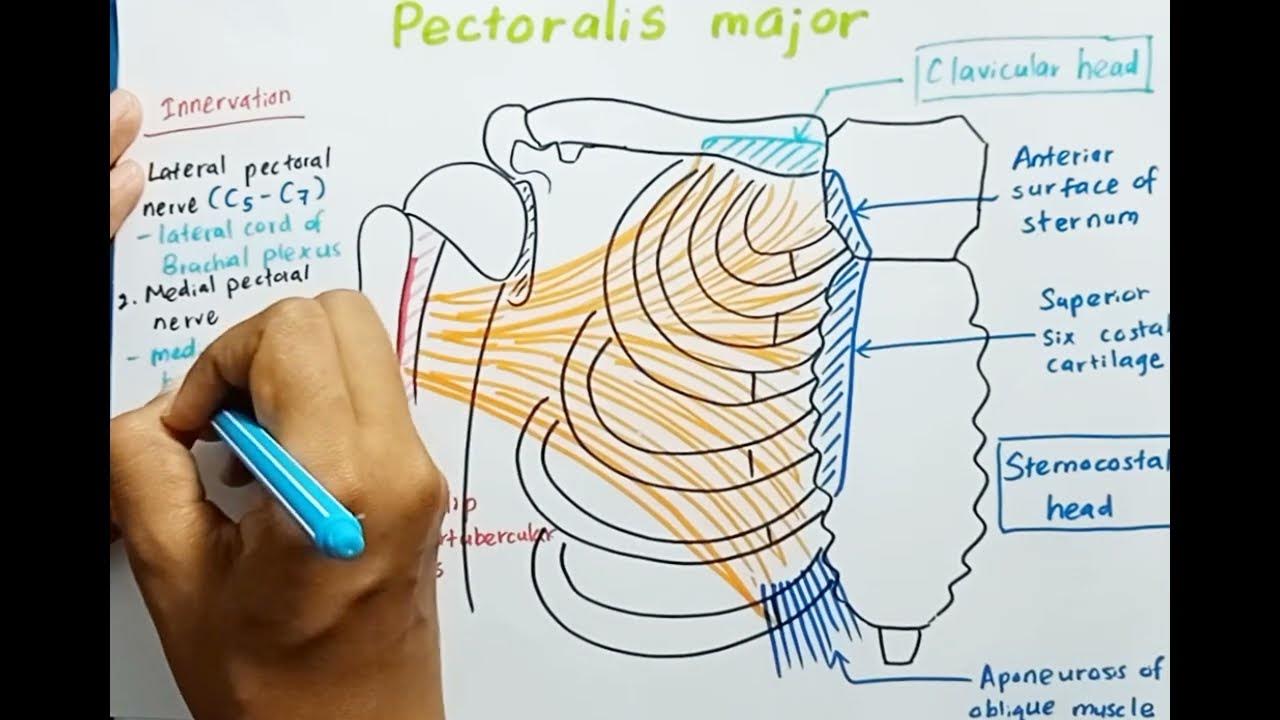 Pectoralis Major muscle | Origin | Insertion | Innervation | Actions ...