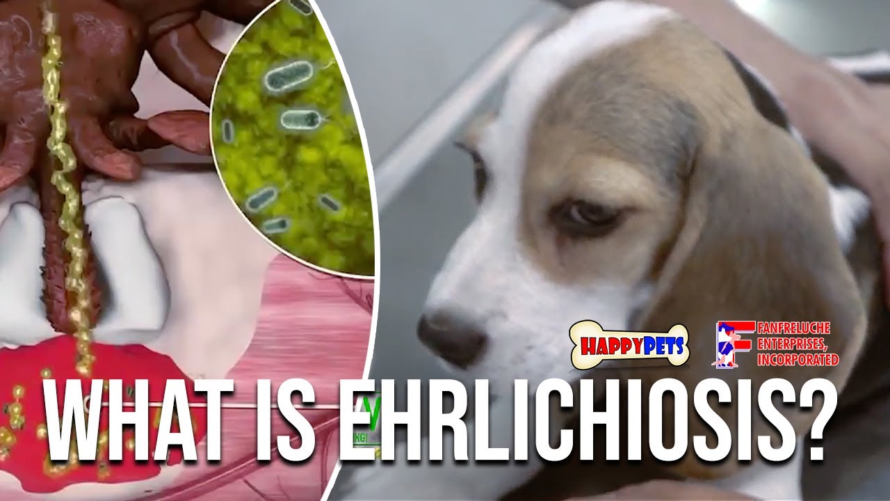 EHRLICHIOSIS: signs, symptoms, treatment & prevention - YouTube