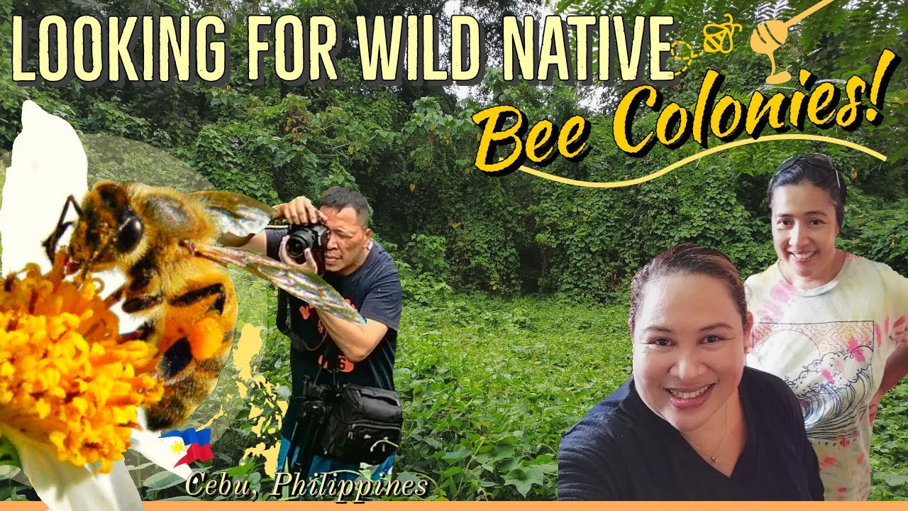 Hunting Wild Bees l Forest Adventure looking for Native BEE Colonies l ...