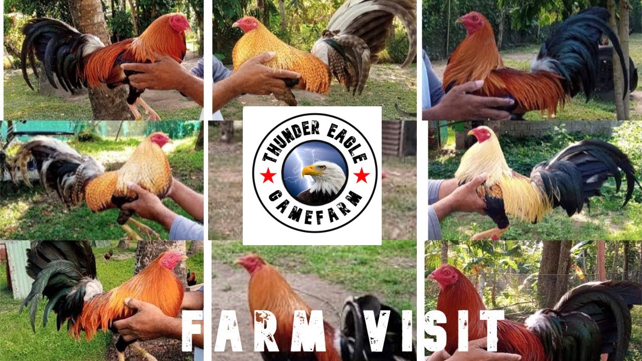 Thunder Eagle Gamefarm - Farm Visit - YouTube