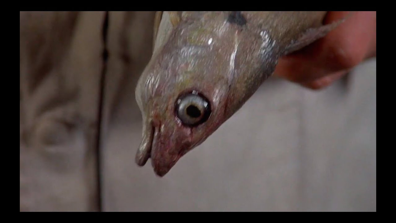 Whistling Fish - High Spirits HD - YouTube