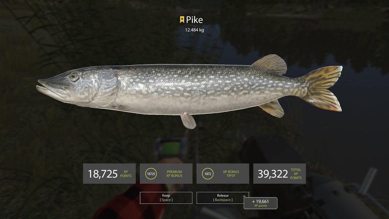 Russian Fishing 4 - Trophy Pike 12kg at Sura River - YouTube