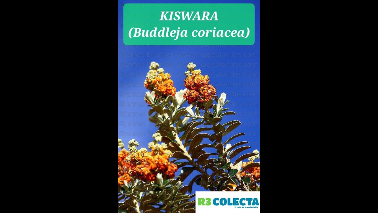 🌲 KISWARA PROPIEDADES BENEFICIOS MEDIOAMBIENTALES Y MARAVILLOSA ...