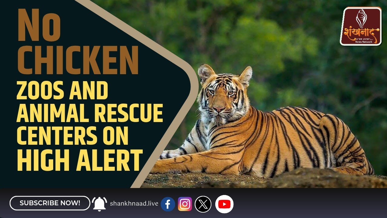 No chicken : Zoos and animal rescue centers on high alert - YouTube
