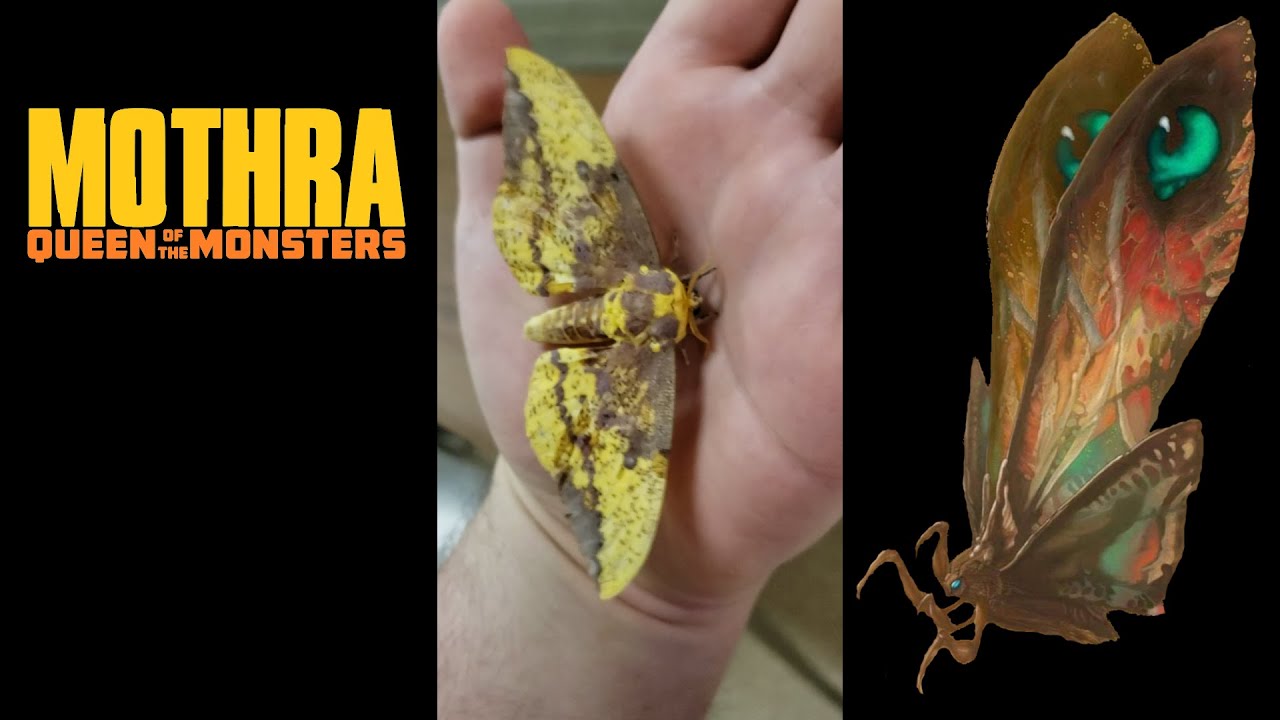 Mothra (Real Life Giant Moth) - YouTube