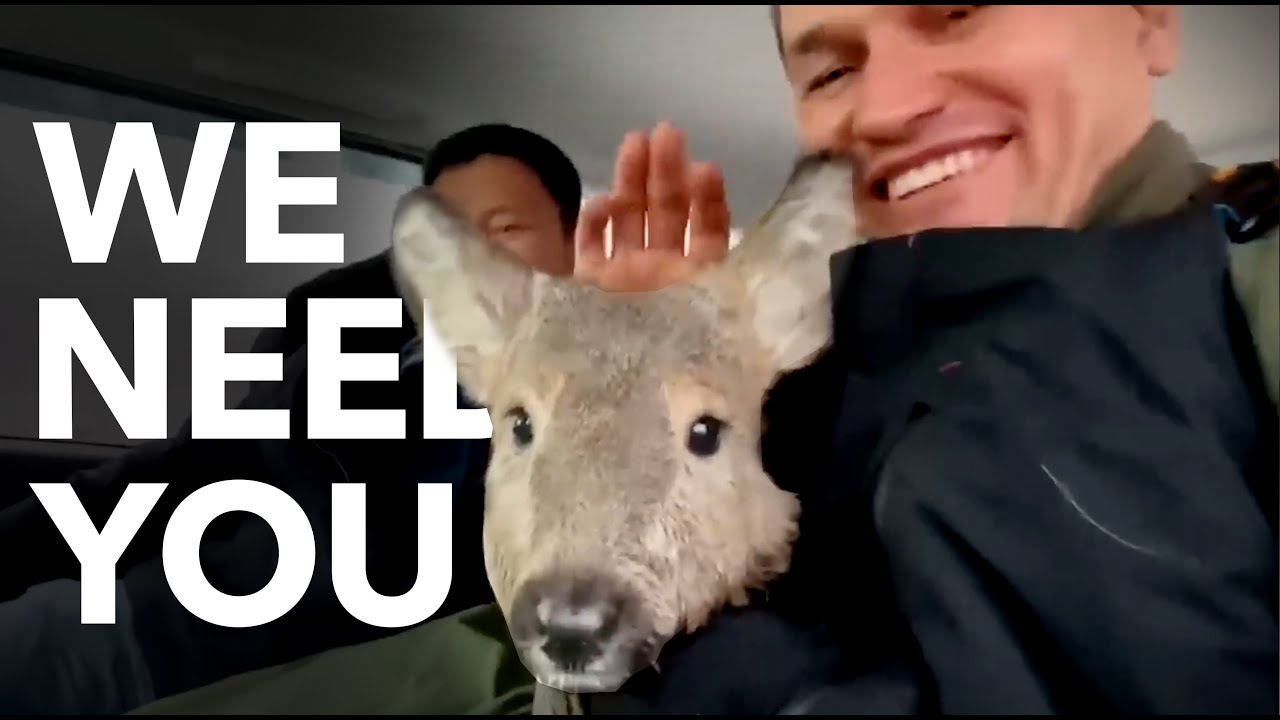 😳 Wild Animals Call For Help! - YouTube