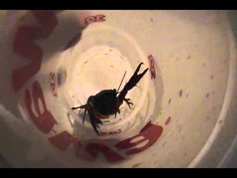 Wawa Creature - YouTube