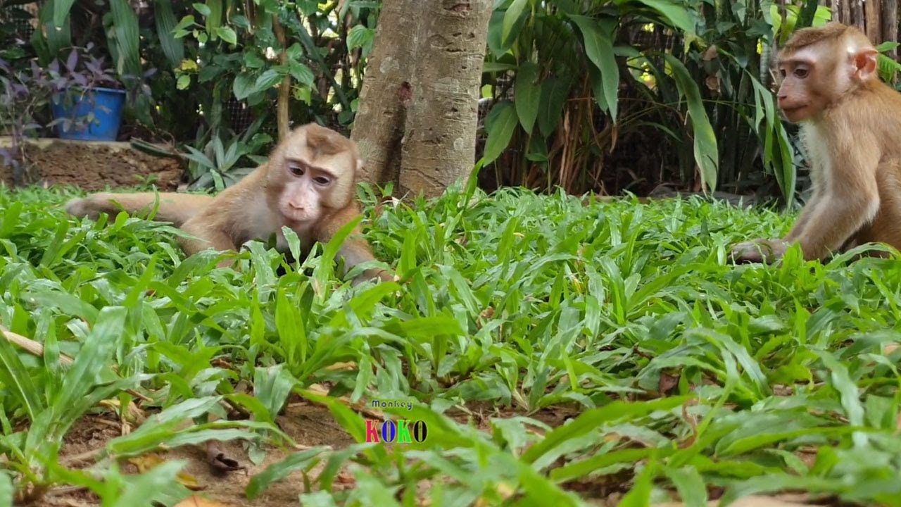 Mr. Koko And Little Brother BB Monkey Yoko Free Playing On Yard | Koko ...