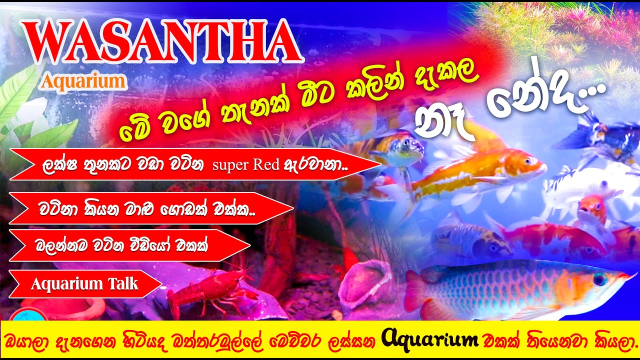 Wasantha Aquarium Battaramulla | ලක්ෂ තුනකට වඩා වටින super Red ඇරවානා..| Aquarium Talk | 2024 ...