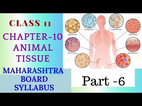 |Class 11 |Biology |Chapter 10|Animal tissue |Part -6| - YouTube