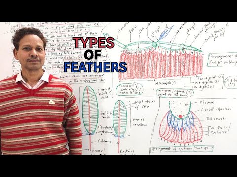 Types of Feathers | Pigeon(Columba Livia) | For IAS,NEET,GATE,NET and ...