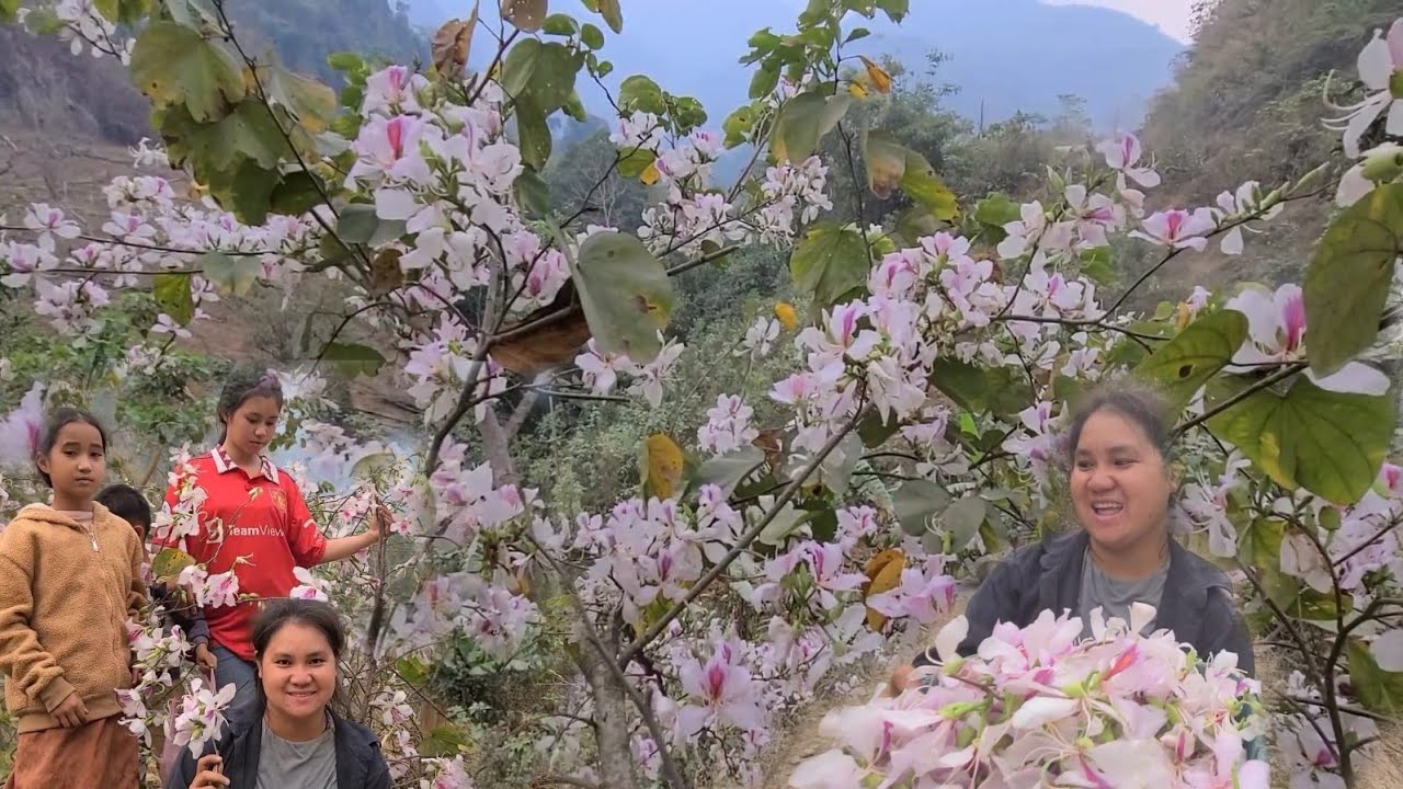 de paj haum tsav coj mus hlab noj qab kawg 13/3/2023 - YouTube