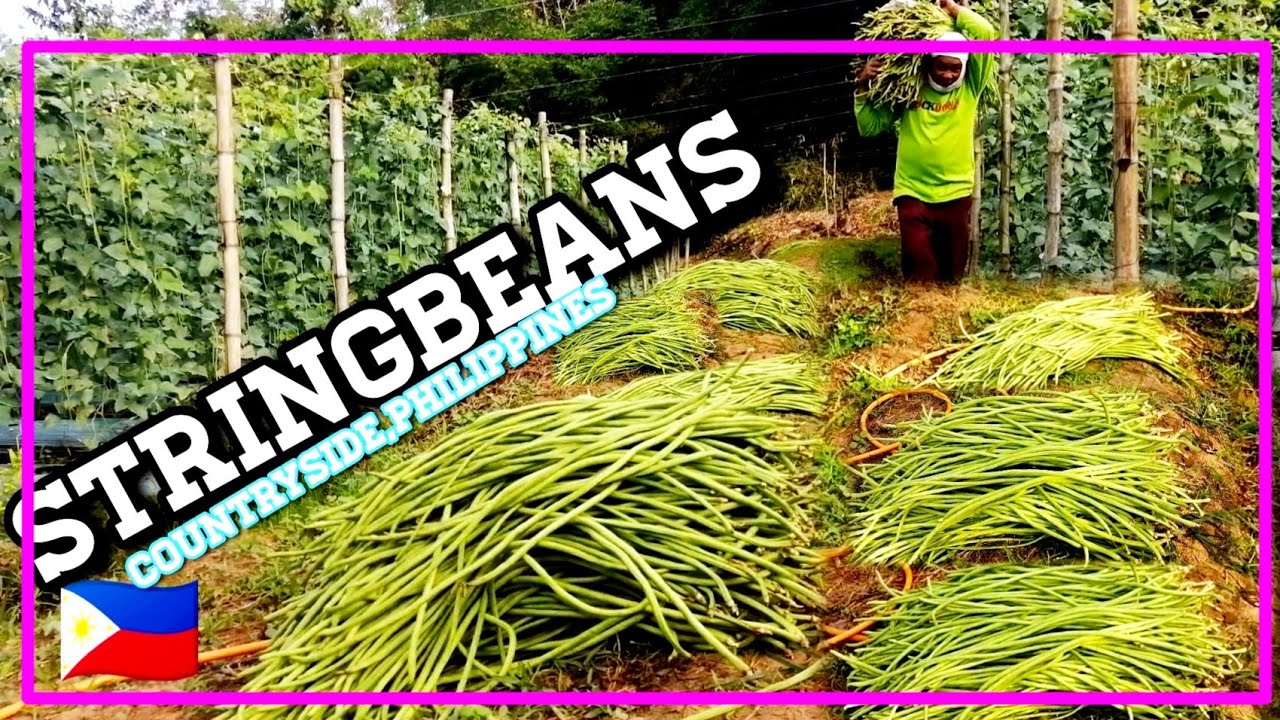 HOW TO EARN ON SITAW NG 20K IN 2DAYS | SITAW HARVESTING - YouTube