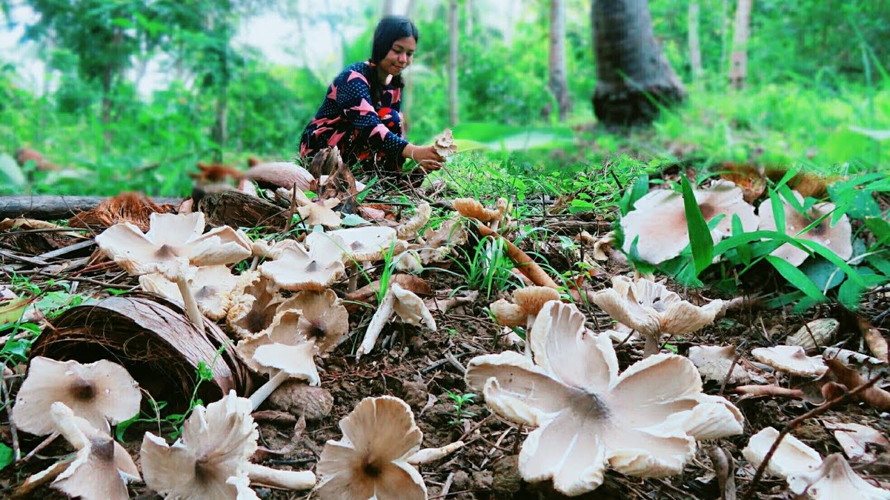 Picking Wild Fairy Mushrooms | Kabute "Libgos" In The Forest-BUHAY ...