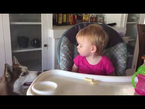Baby learning to share by feeding her meal to her beloved Husky!