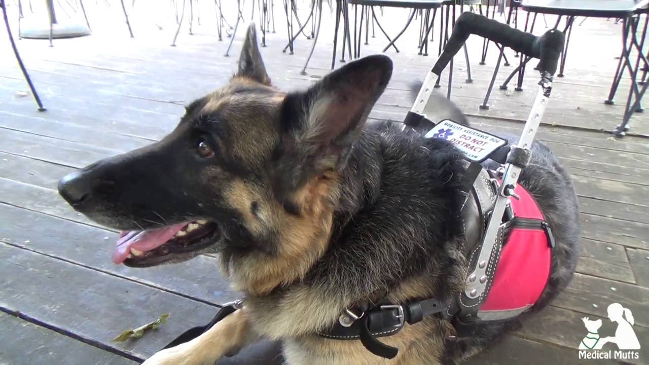 Balance Assistance Dog - Louise & Gretchen - YouTube