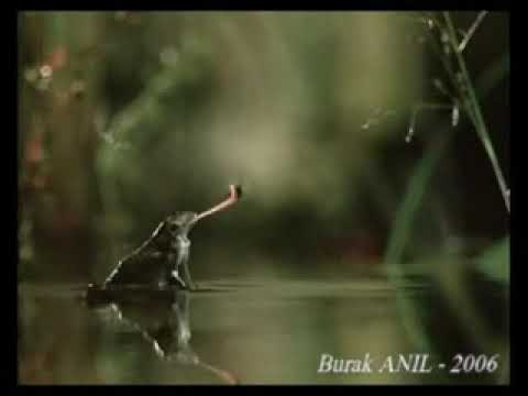 Frog Vs Fly Game ( Who is the Winner) - YouTube
