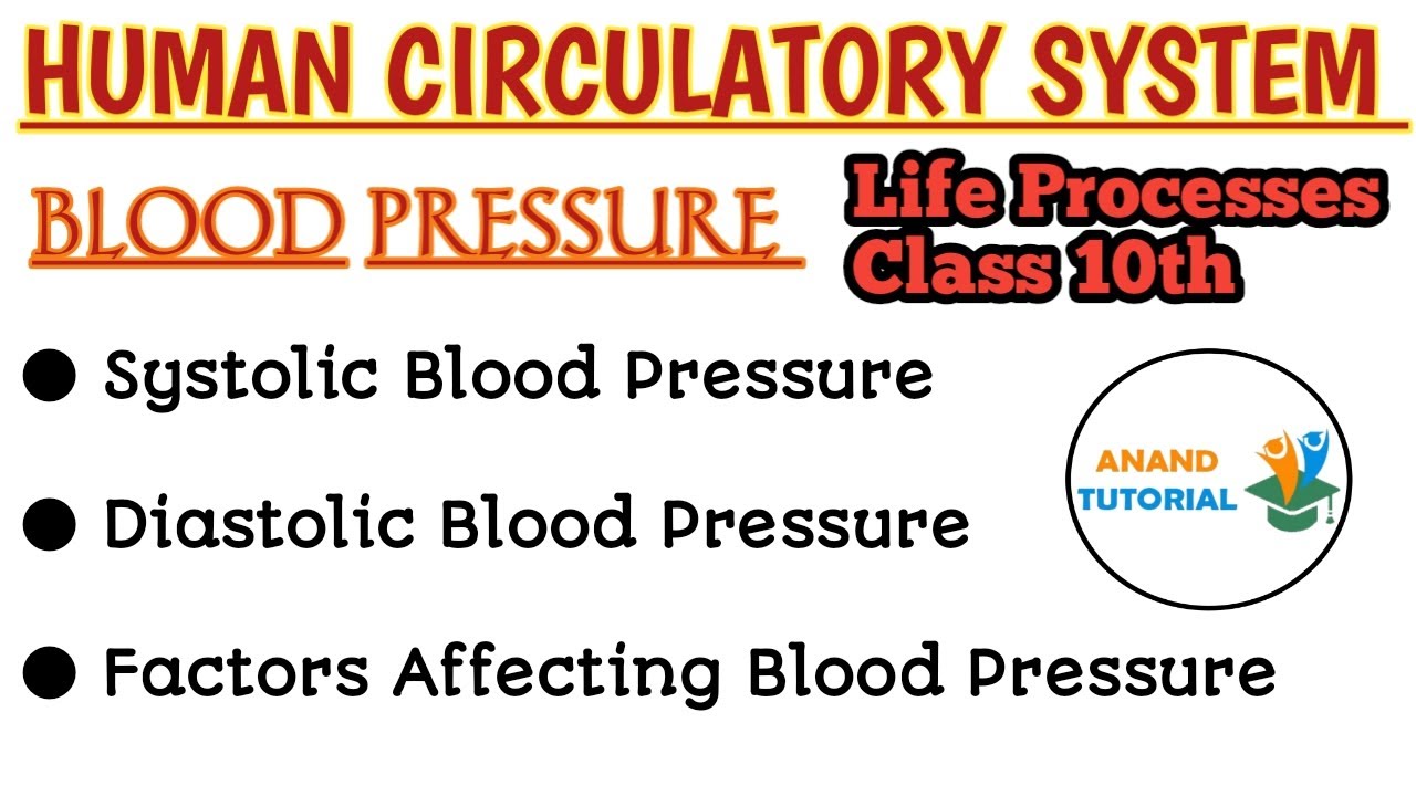 BLOOD PRESSURE | LIFE PROCESSES |CLASS 10TH - YouTube