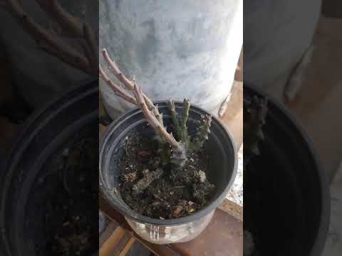 gullerimin indiki halleri🙏👍💕💞💓🍀💐🤗😘