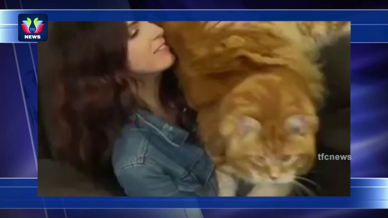 Worlds Longest Cat Omar In Melbourne Is Ready For Guinness World Book ...