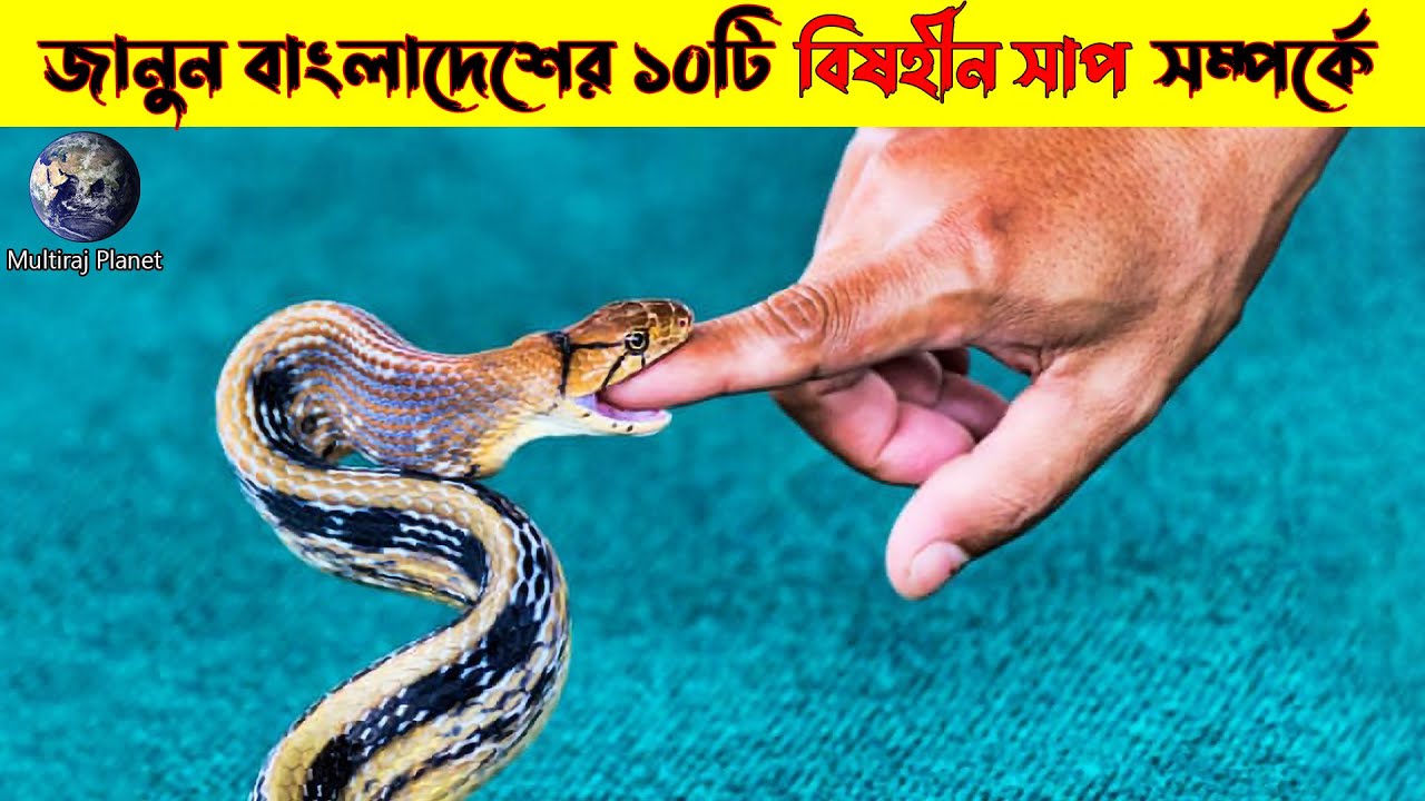 Top 10 Non-Venomous Snakes found in Bangladesh || বাংলাদেশে পাওয়া যায় এমন ১০ টি বিষহীন সাপ ...