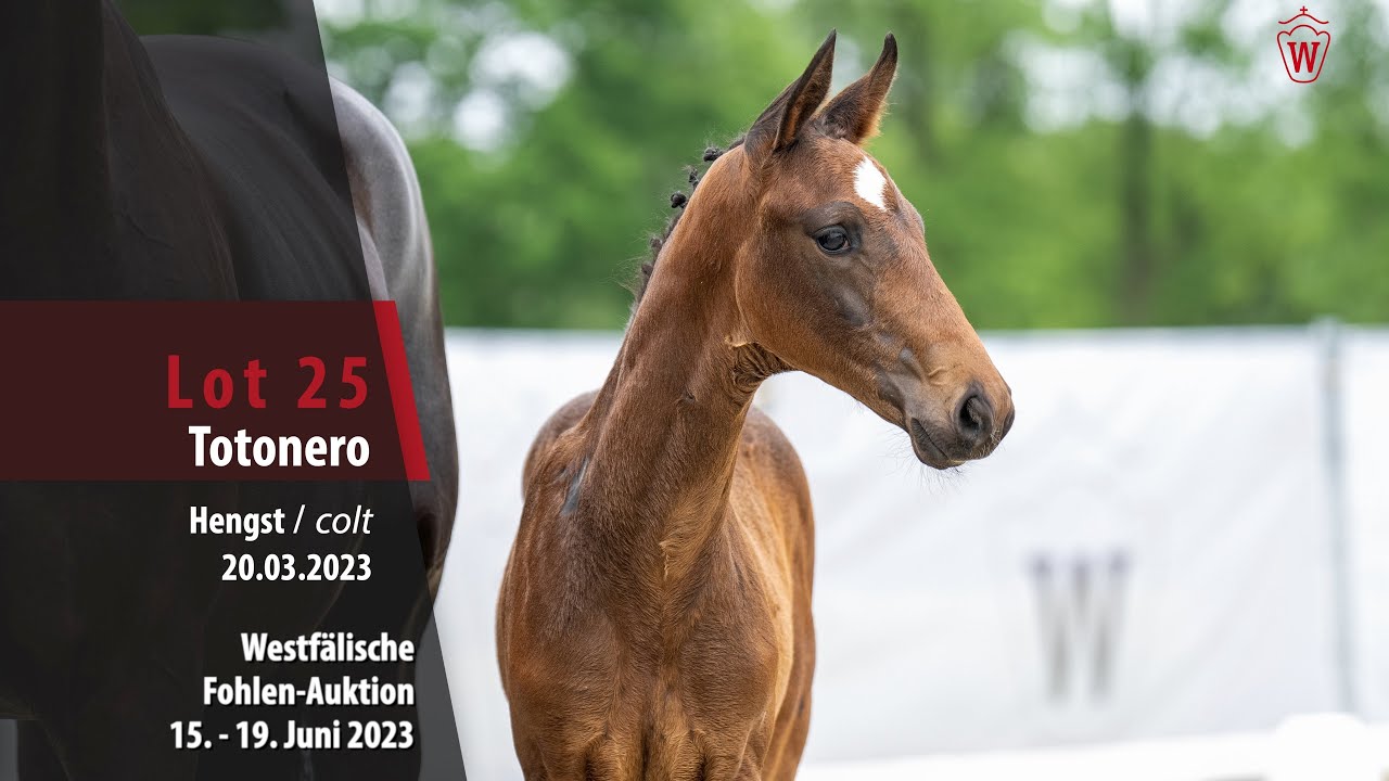 Fohlen-Auktion Lot 25 Totonero Hengst v. Glock´s Toto JR - Sir ...