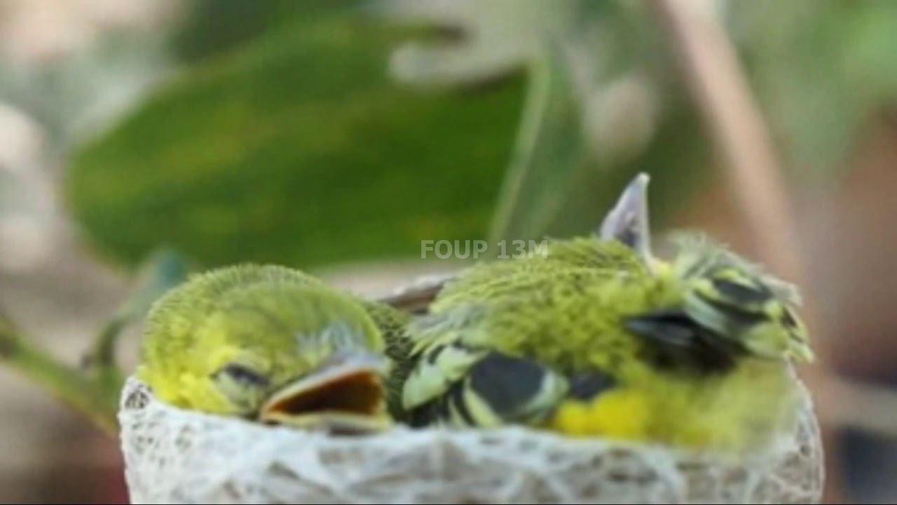 yellow wagtail baby birds In Nest - YouTube