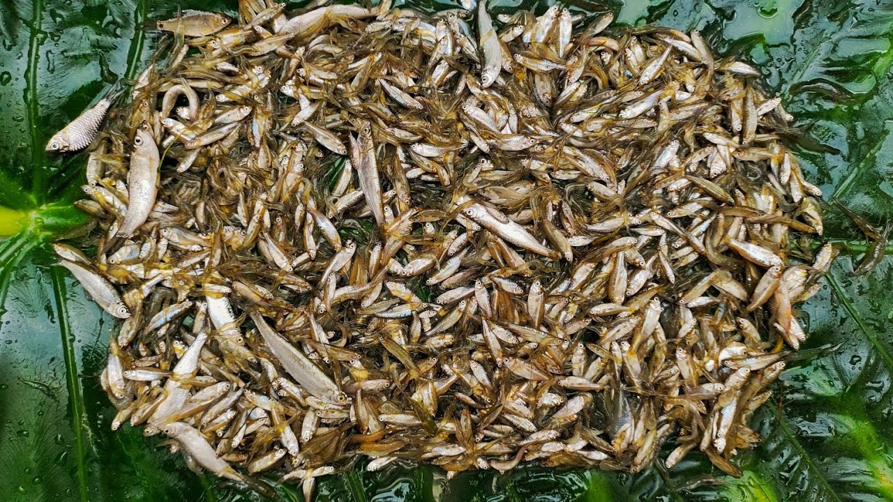 little fish cutting || khete darun shad || choto chuno mach chigdhe ...