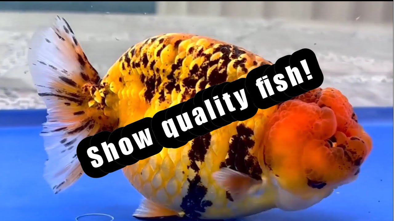 SHOW QUALITY RANCHU! | Incredible Lionchu & Hybrid ranchu - YouTube