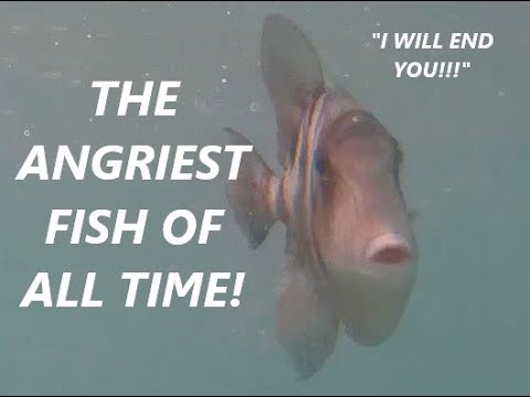 The ANGRIEST Fish of ALL TIME - YouTube
