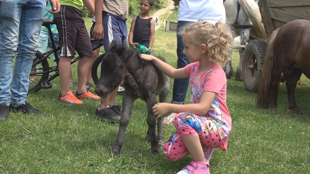 Expozitie de cai si carute traditionale jud. Cluj 2017 part I - YouTube