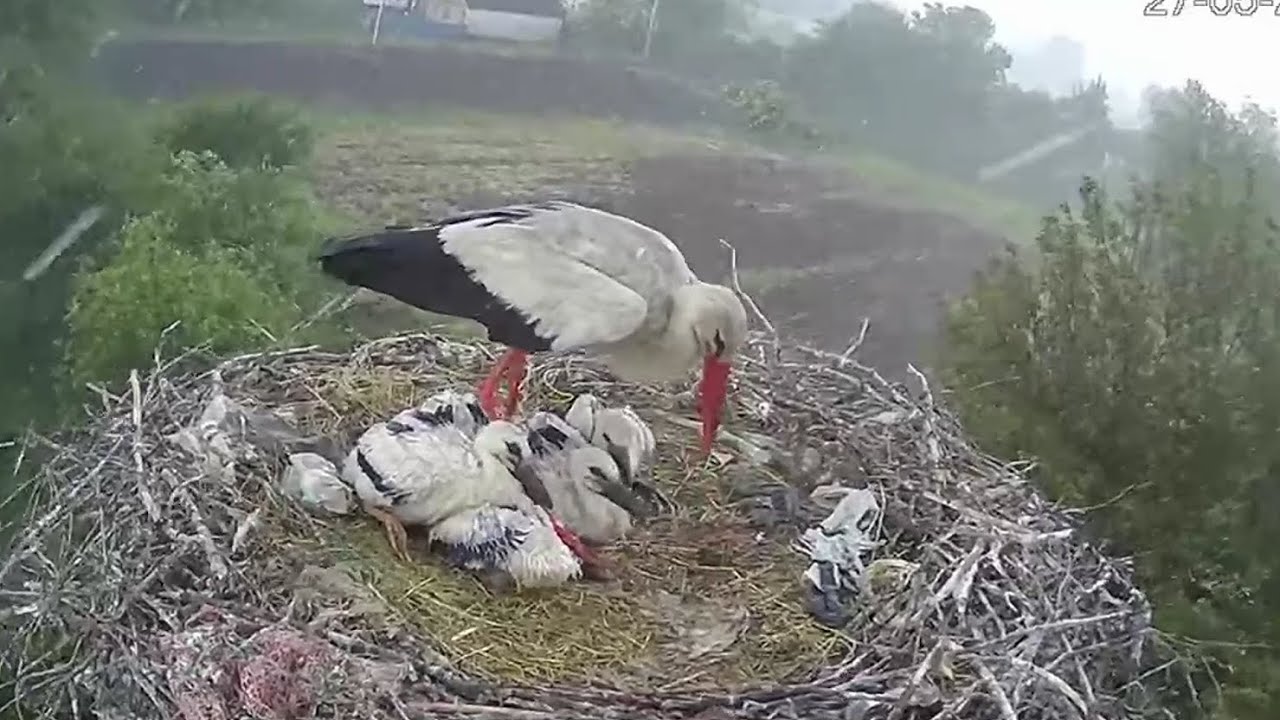 Storks during a thunderstorm~2023-05-27~Stork nest in Ukraine - YouTube