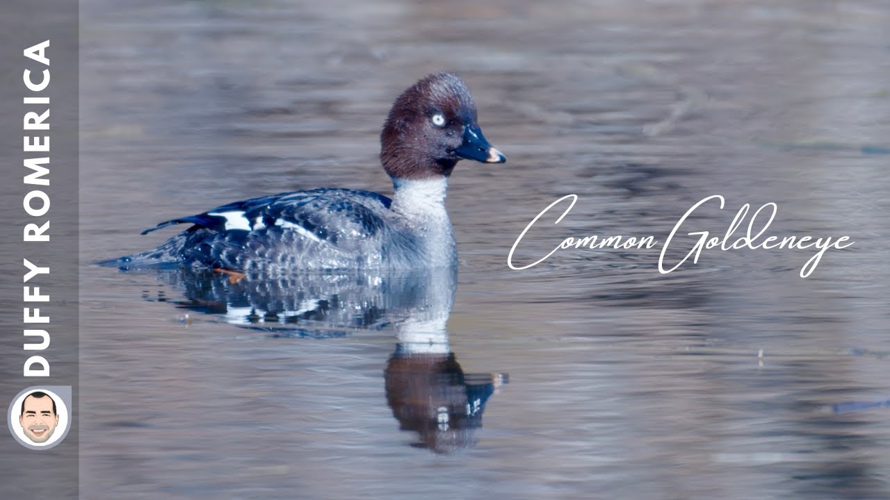 Get to Know the Female Common Goldeneye in its Natural Habitat - YouTube