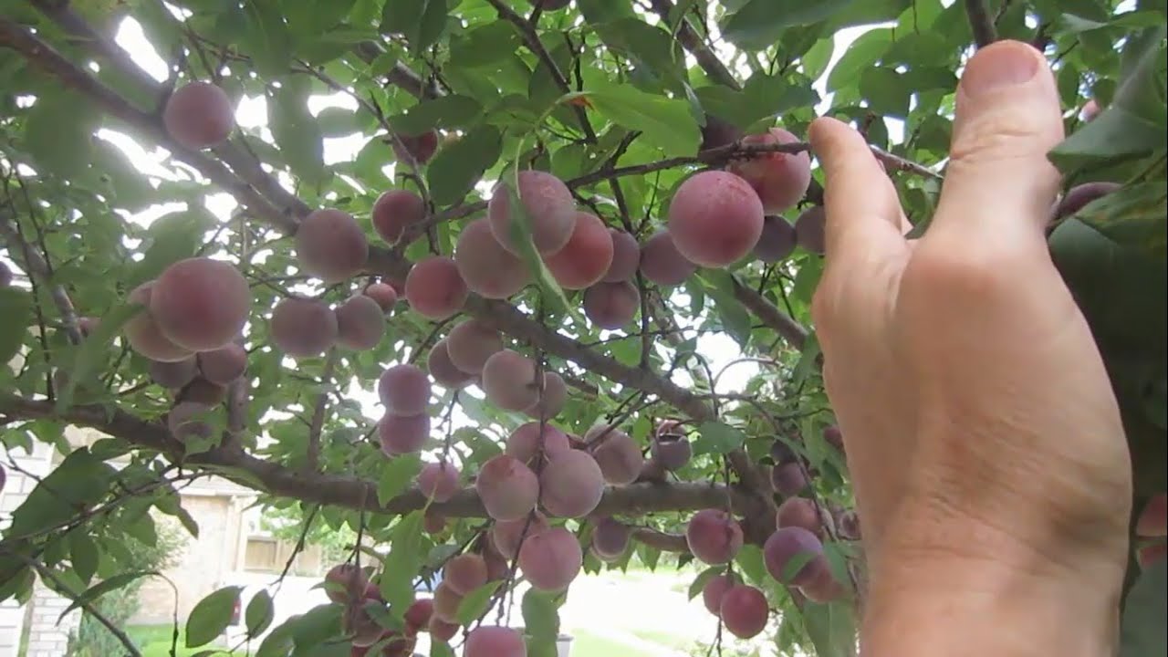 My Secret To Huge Fruit Tree & Berry Harvests - YouTube