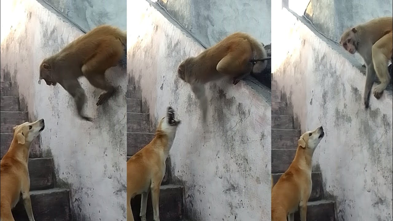 बंदर घर में घुस रहा था || कुत्ते और बंदर दोनों के बीच में फाइट हो गई ...