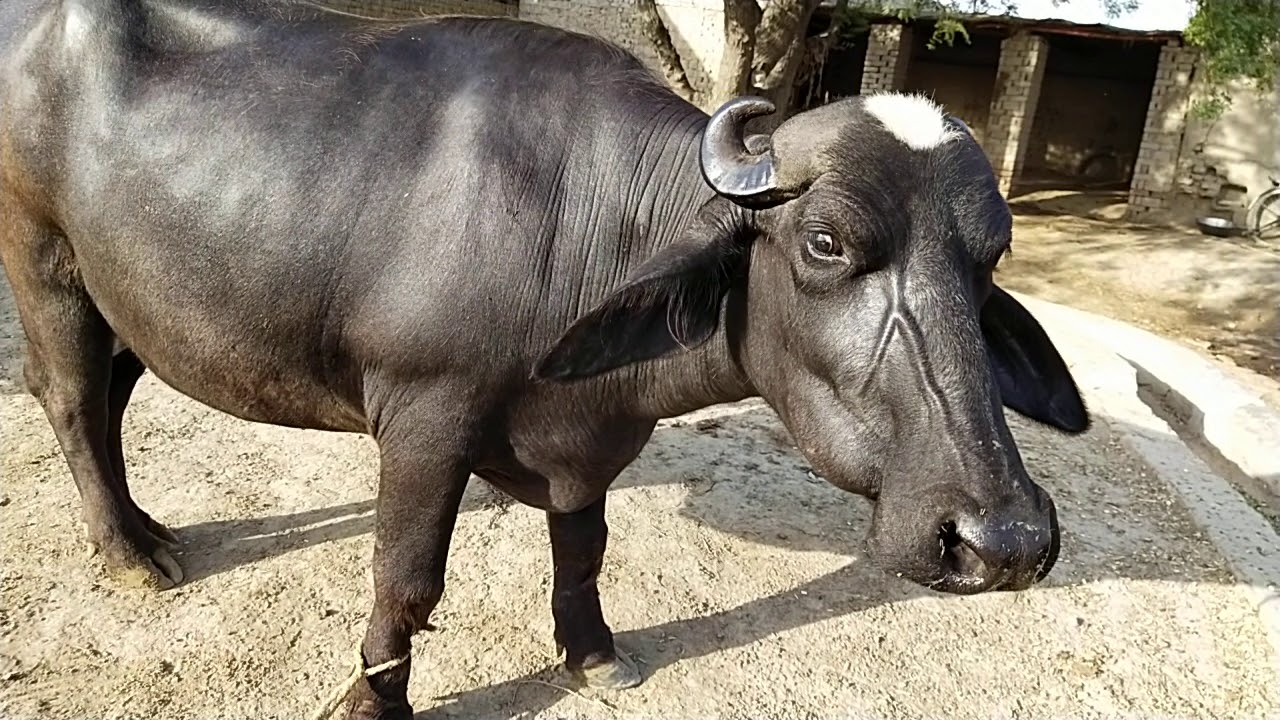 Watch nili Ravi buffalo for sale 22_6_2020 in Punjab Pakistan on ...