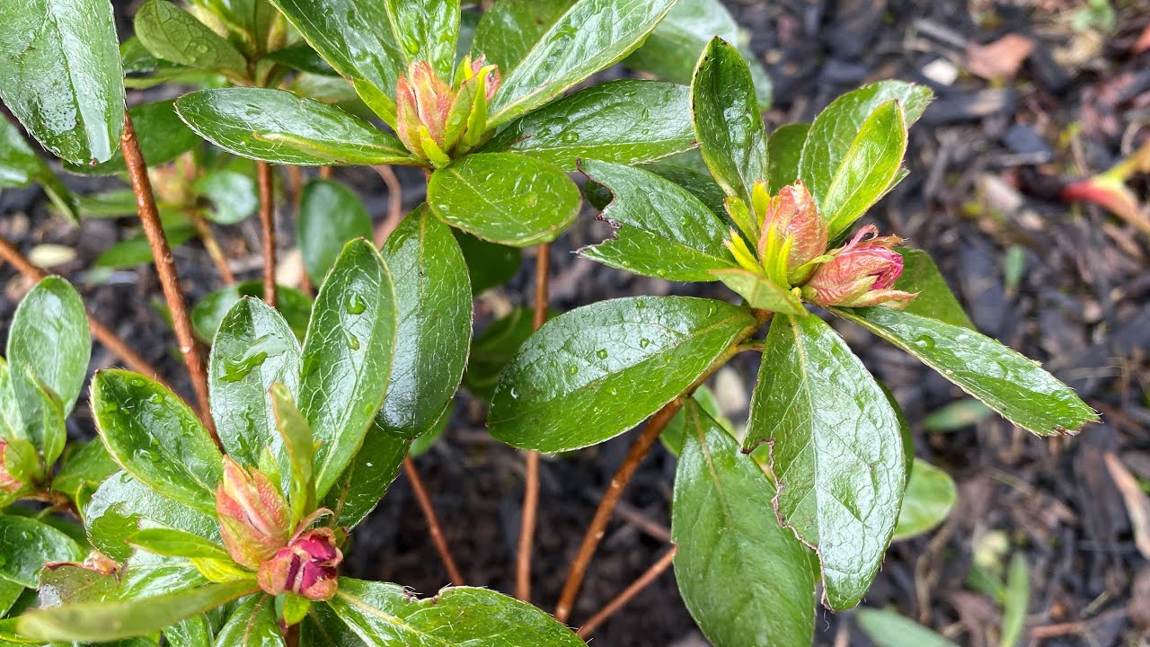 Transplant An Azalea (Girard's Fuchsia) - April 23, 2023 - YouTube
