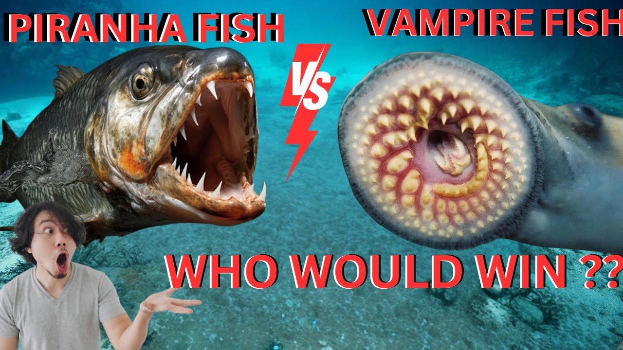 Piranha Fish vs Vampire Fish!! Ultimate Fight ! Who would Win ?? # ...