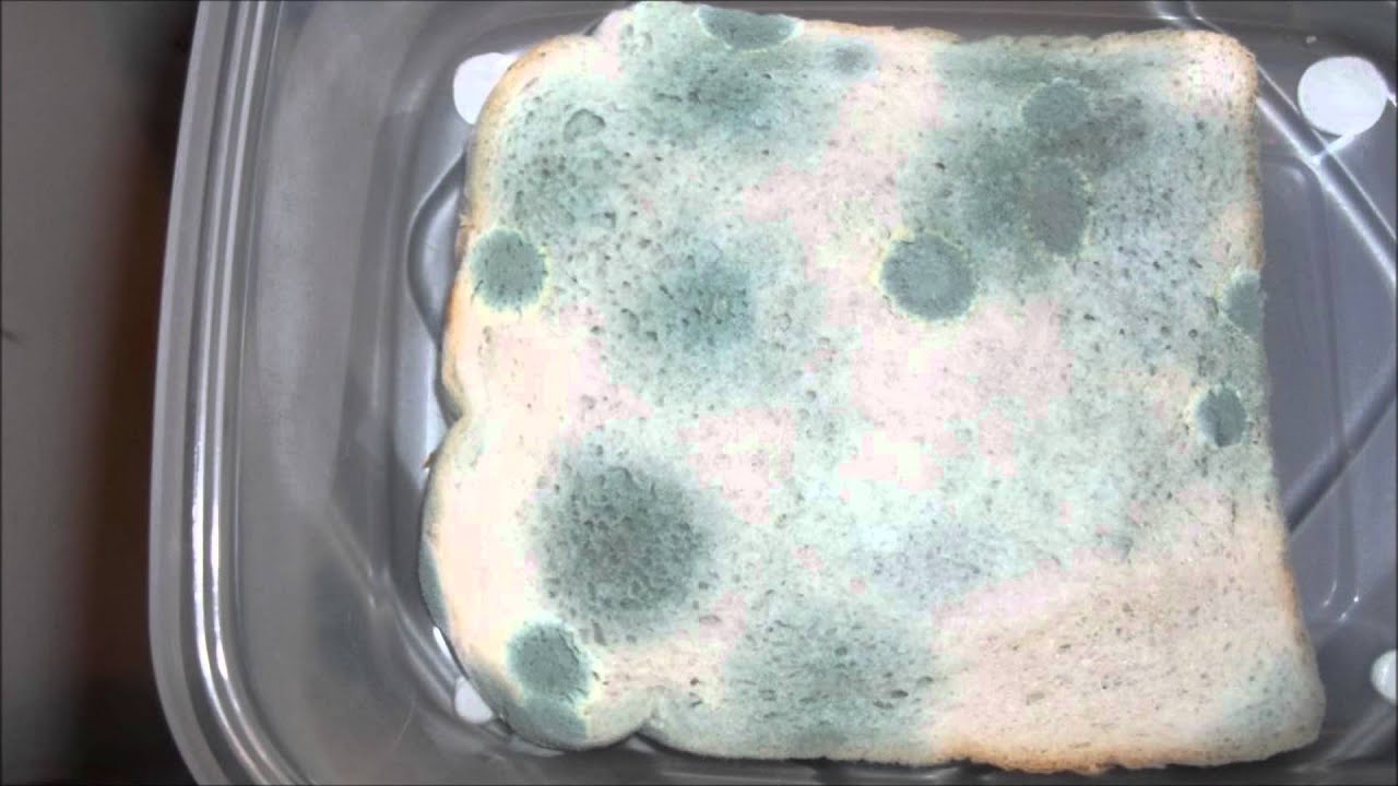 Time Lapse Photography - Decay - Bread 2 - YouTube