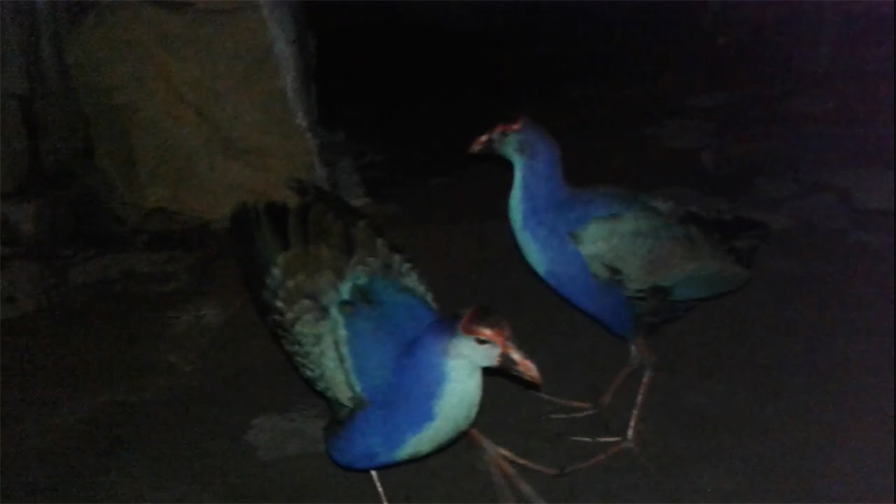Blue Kalim Bird Watching at Night Time - The Beautiful Birds Close View ...