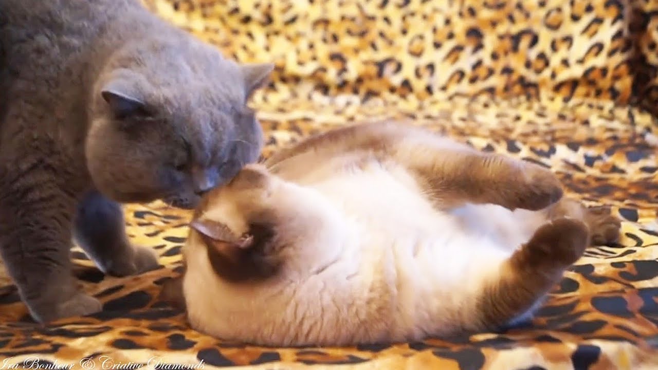 Lyubava British Shorthair Cat | Cute Chubby Cat playing - YouTube