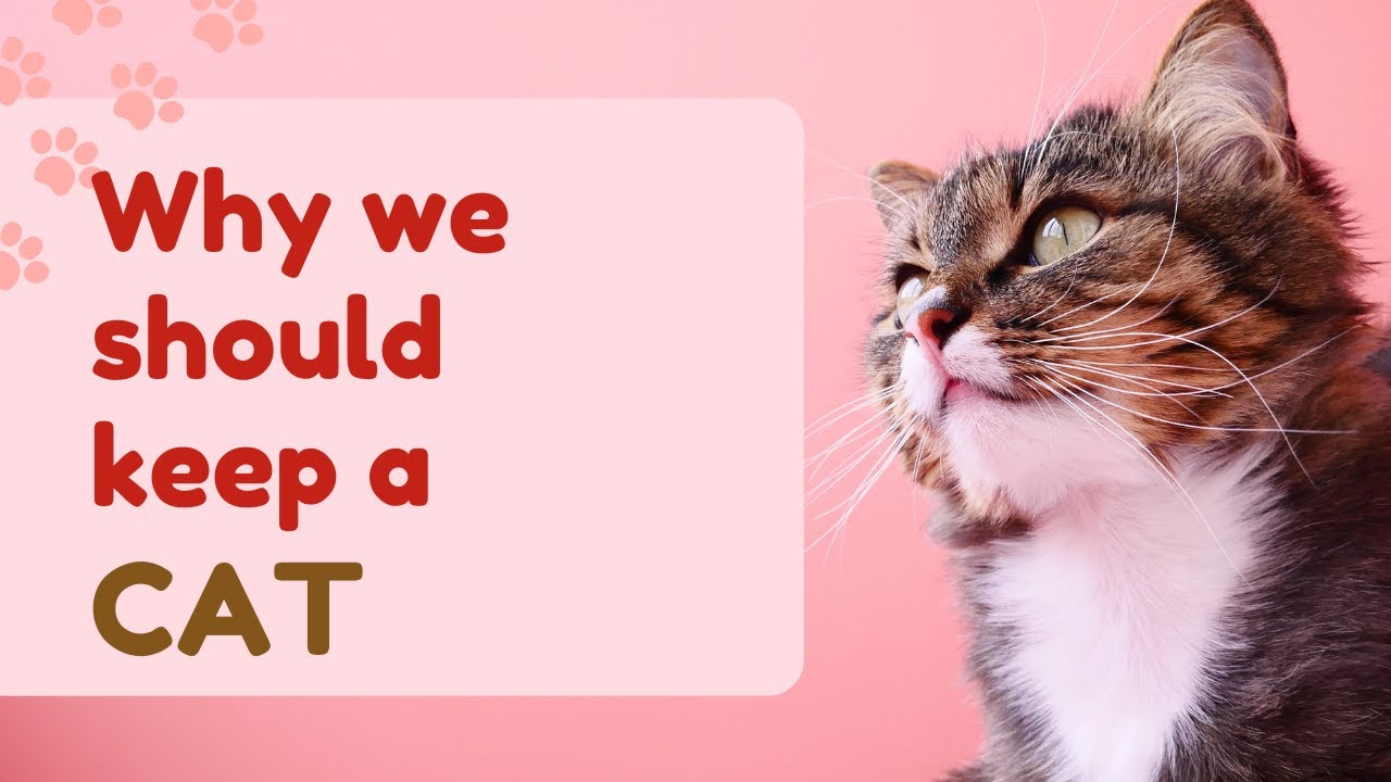 Why we Should keep a CAT, - YouTube