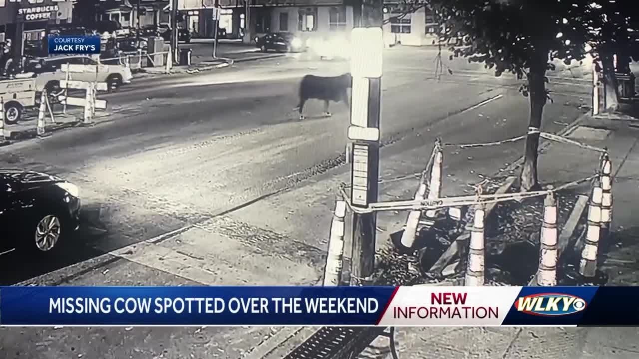 Missing cow still on loose in Louisville spotted over weekend - YouTube