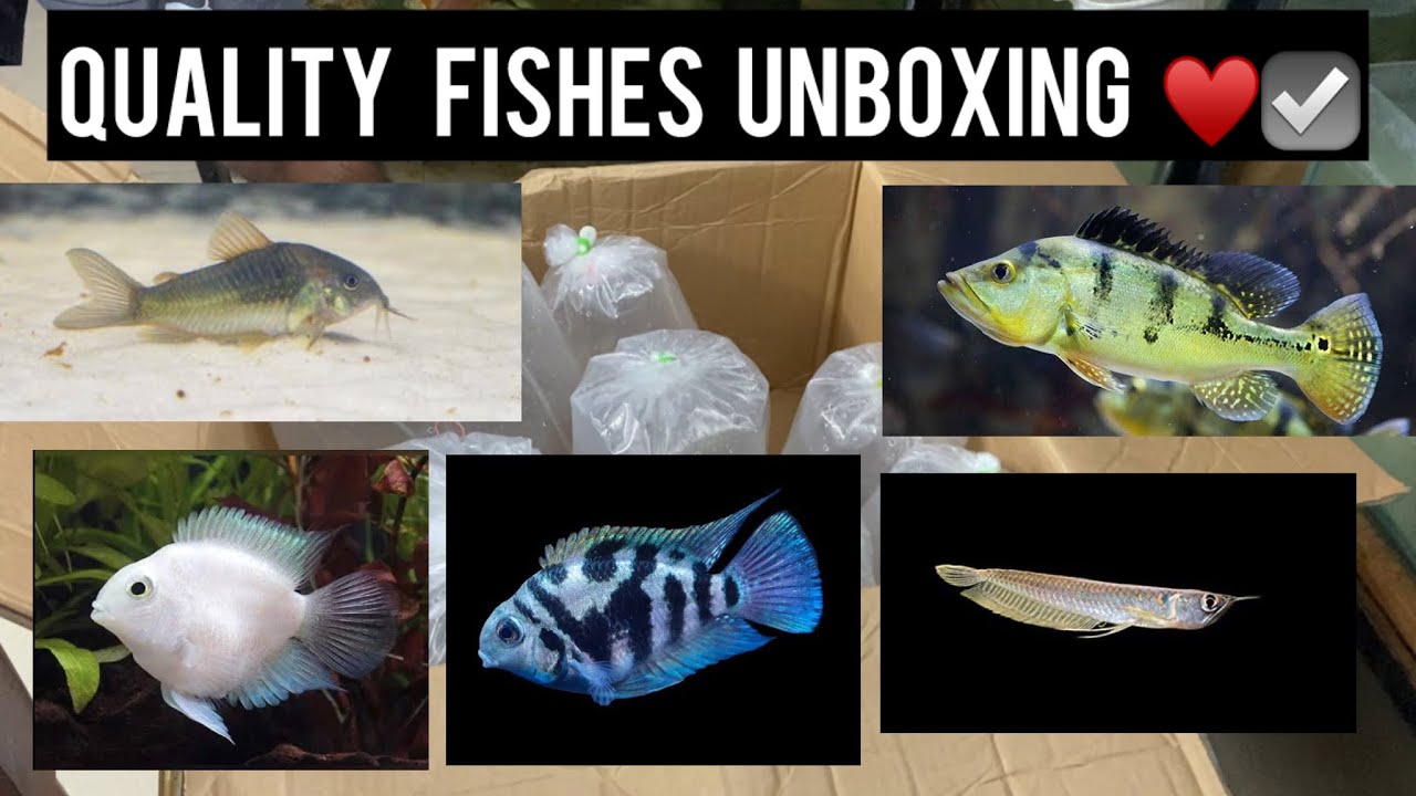 Quality fishes unboxing | Fat fish aquarium Kangayam - YouTube